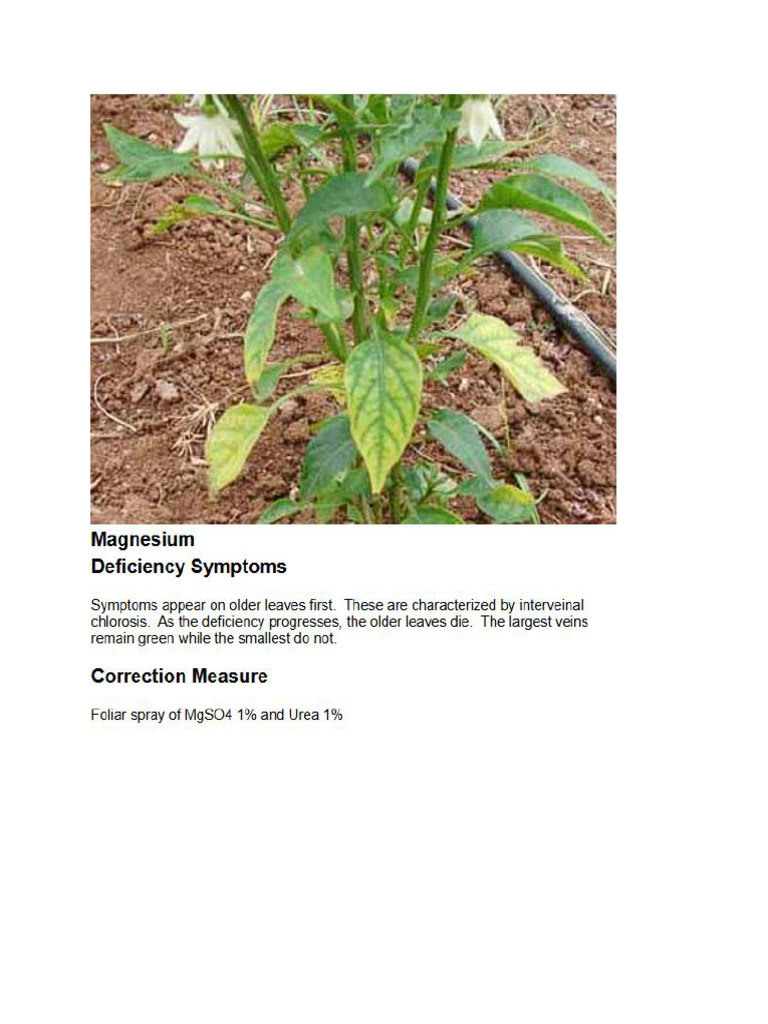 Plants | PDF
