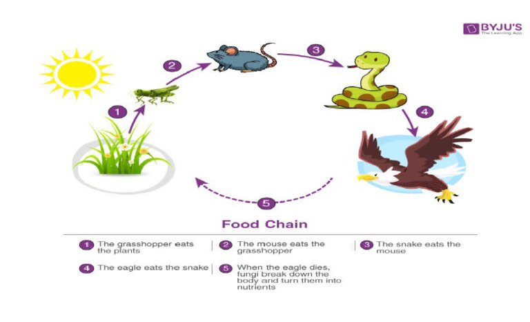 Grade 3 food chain | PDF