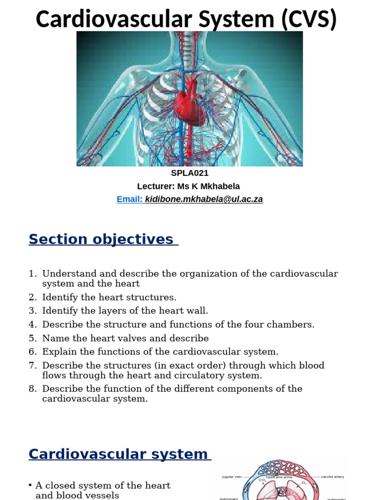Cardiovascular System Lectures | PDF | Heart Valve | Diastole