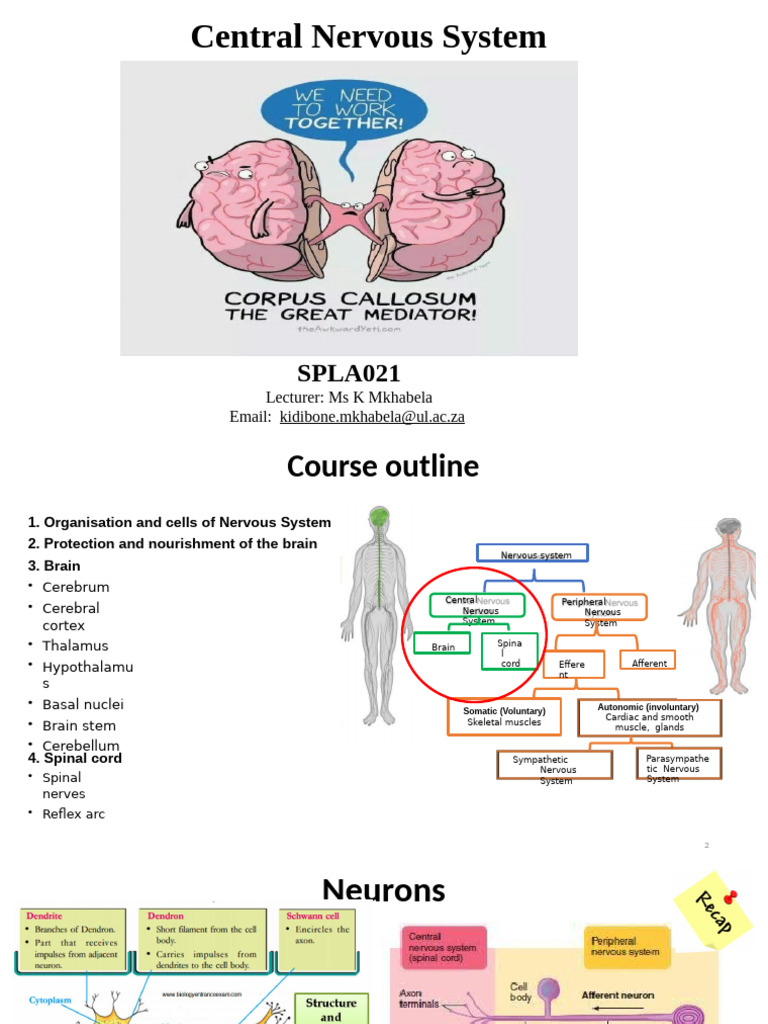 Overview of the Central Nervous System | PDF | Central Nervous System ...