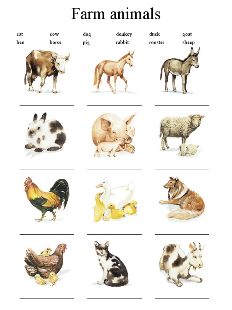 Farm Animals Pdf