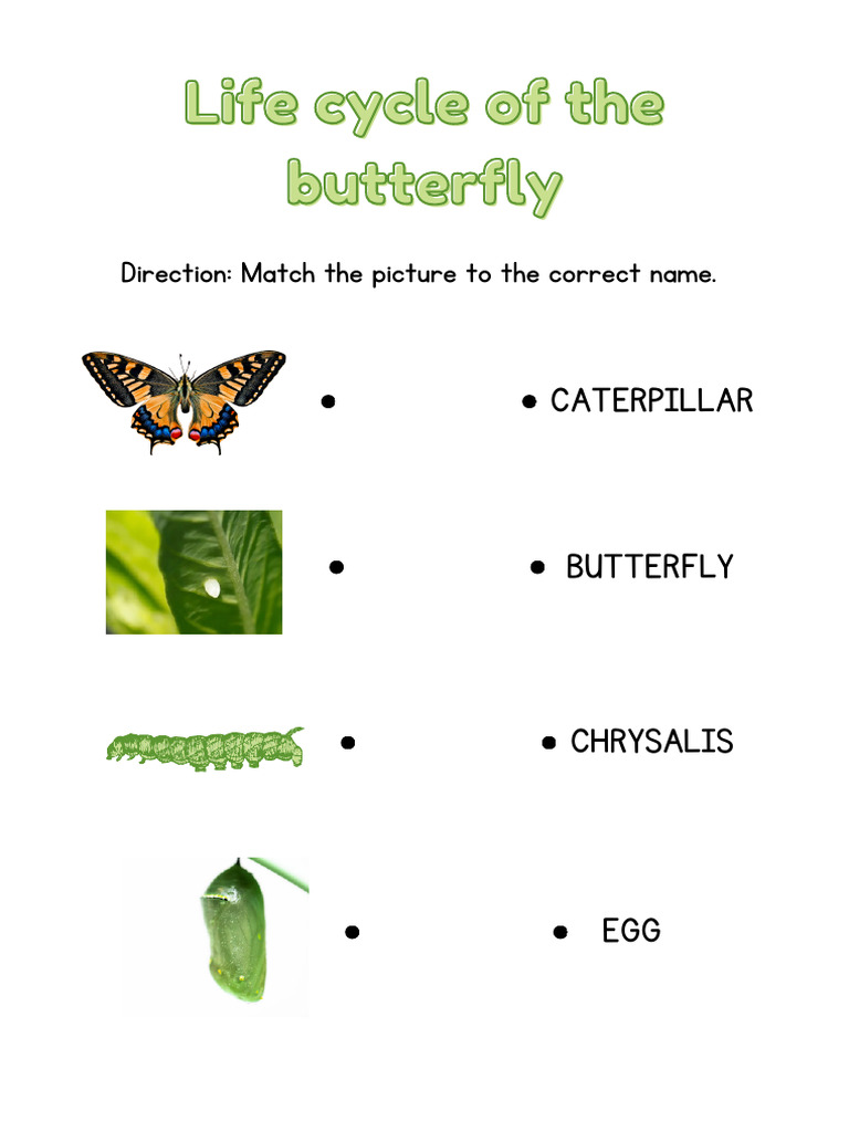 Life Cycle of A Butterfly | PDF