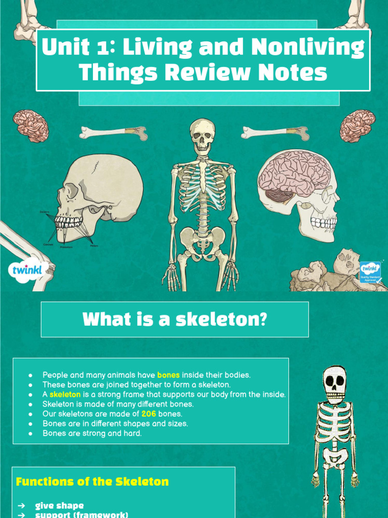 Understanding Human Skeletons and Health | PDF | Skeleton | Vertebral ...