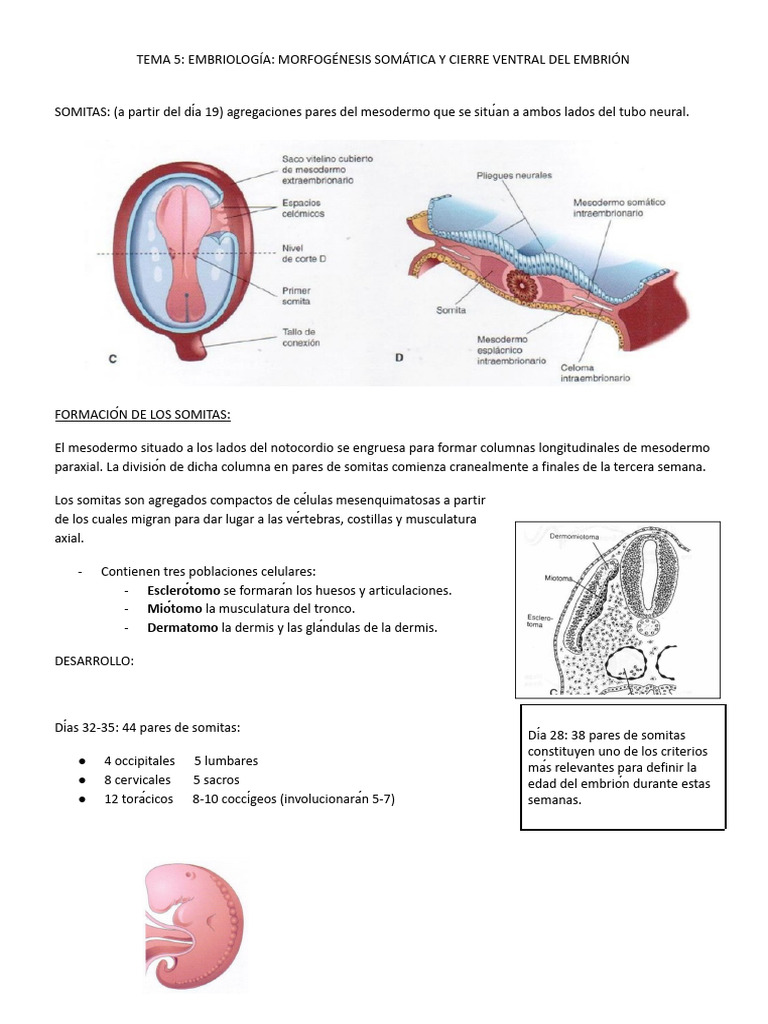 Formaciones Embrionarias y Somitas | PDF | Biología del desarrollo ...