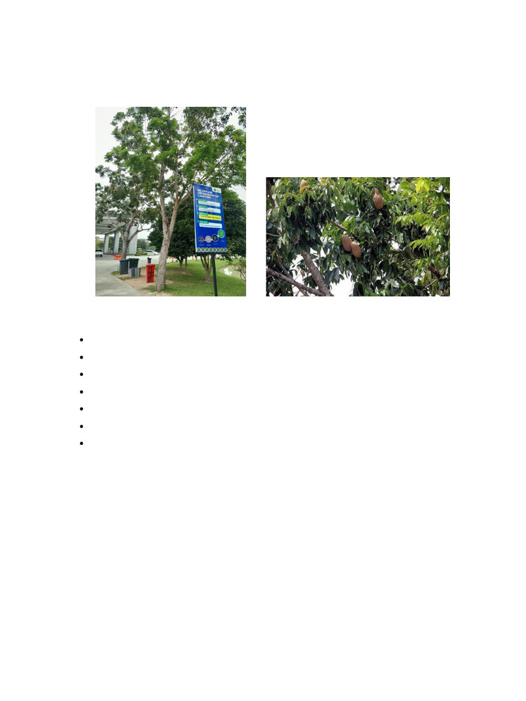 Klasifikasi dan Ciri Pohon Mahoni | PDF