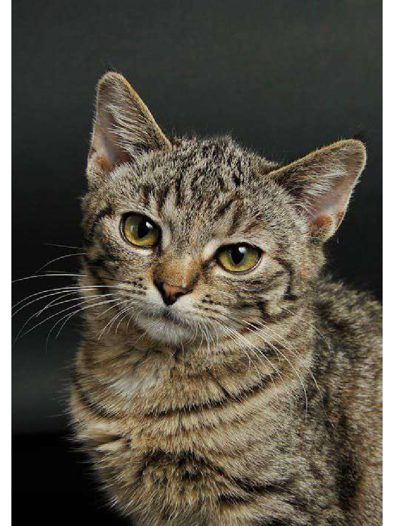 Cat 3 | PDF