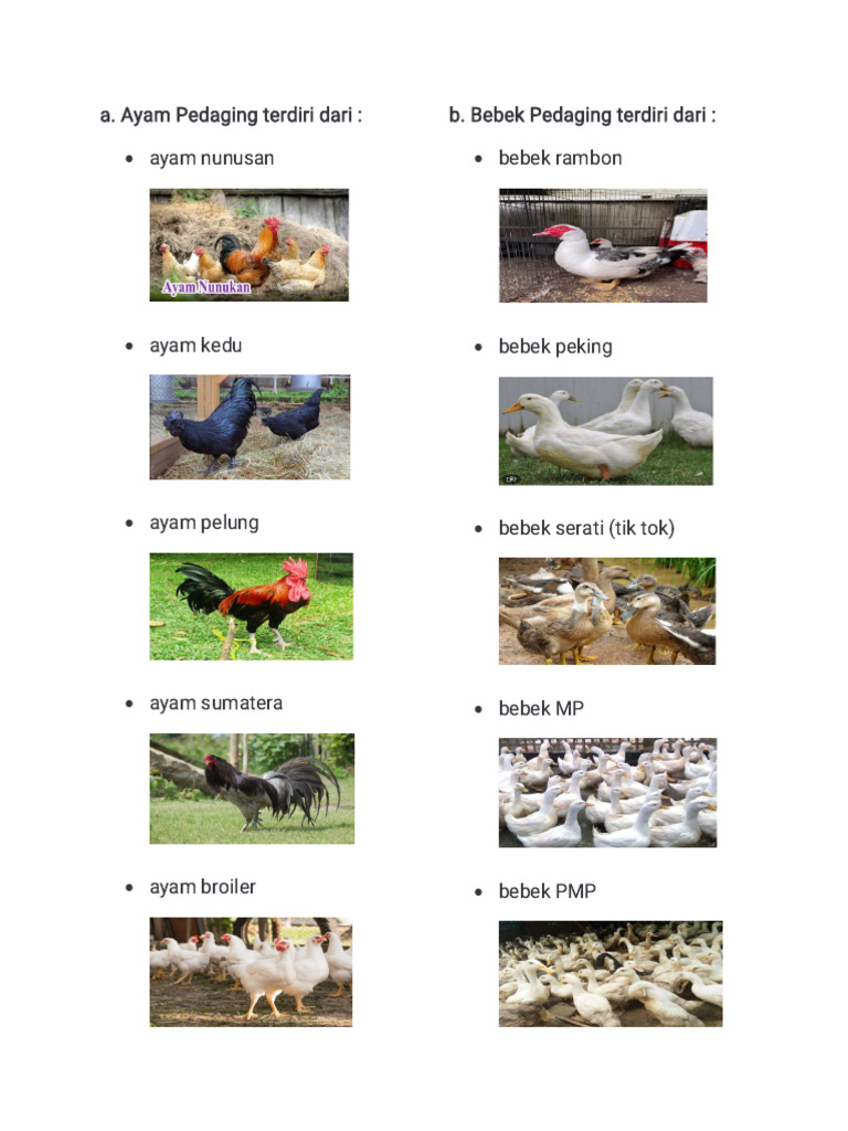 Jenis Unggas Pedaging-WPS Office | PDF