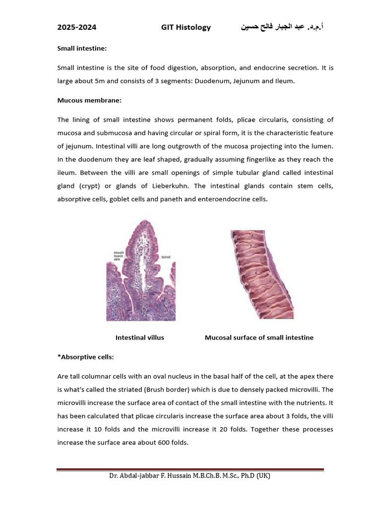 Digestive System - Lecture 33 | PDF | Small Intestine ...