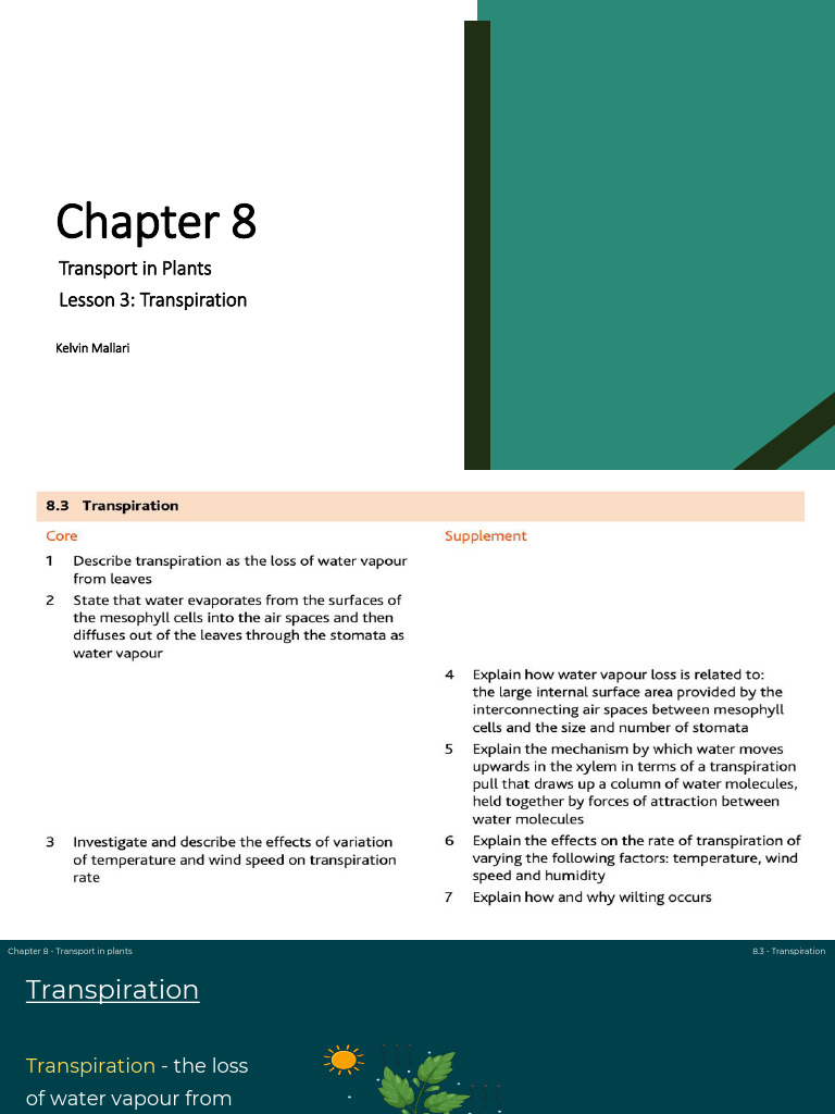 Chapter 8 - Lesson 3 - Transpiration | PDF | Stoma | Leaf
