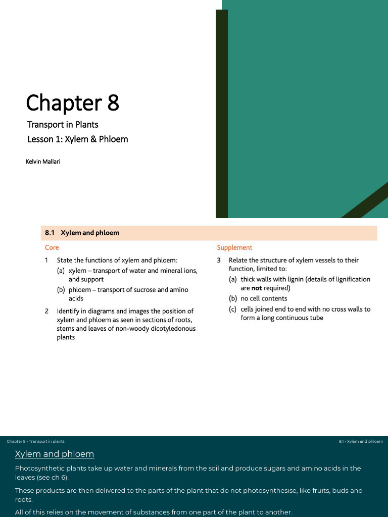 Chapter 8 - Lesson 1 - Xylem & Phloem | PDF | Plant Stem | Leaf