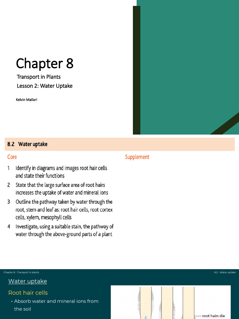 Chapter 8- Lesson 2- Water Uptake | PDF | Root | Leaf