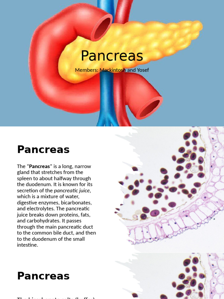 Pancreas Science | PDF | Pancreas | Digestion
