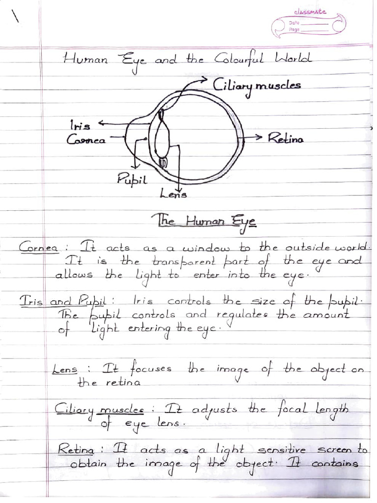 Human Eye Updated Notes | PDF | Refraction | Sunset