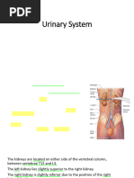 Excretory System of Frog | PDF | Kidney | Urinary System