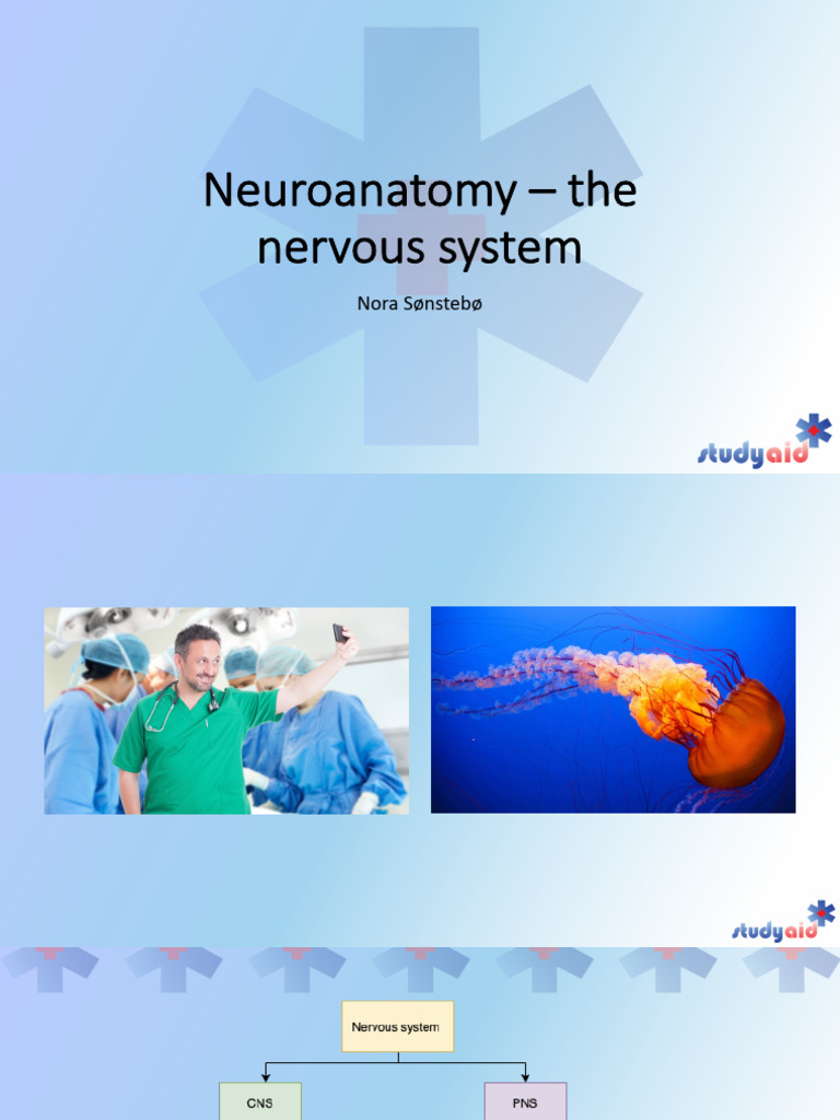 Comprehensive Neuroanatomy Guide | PDF | Motor Neuron | Autonomic ...