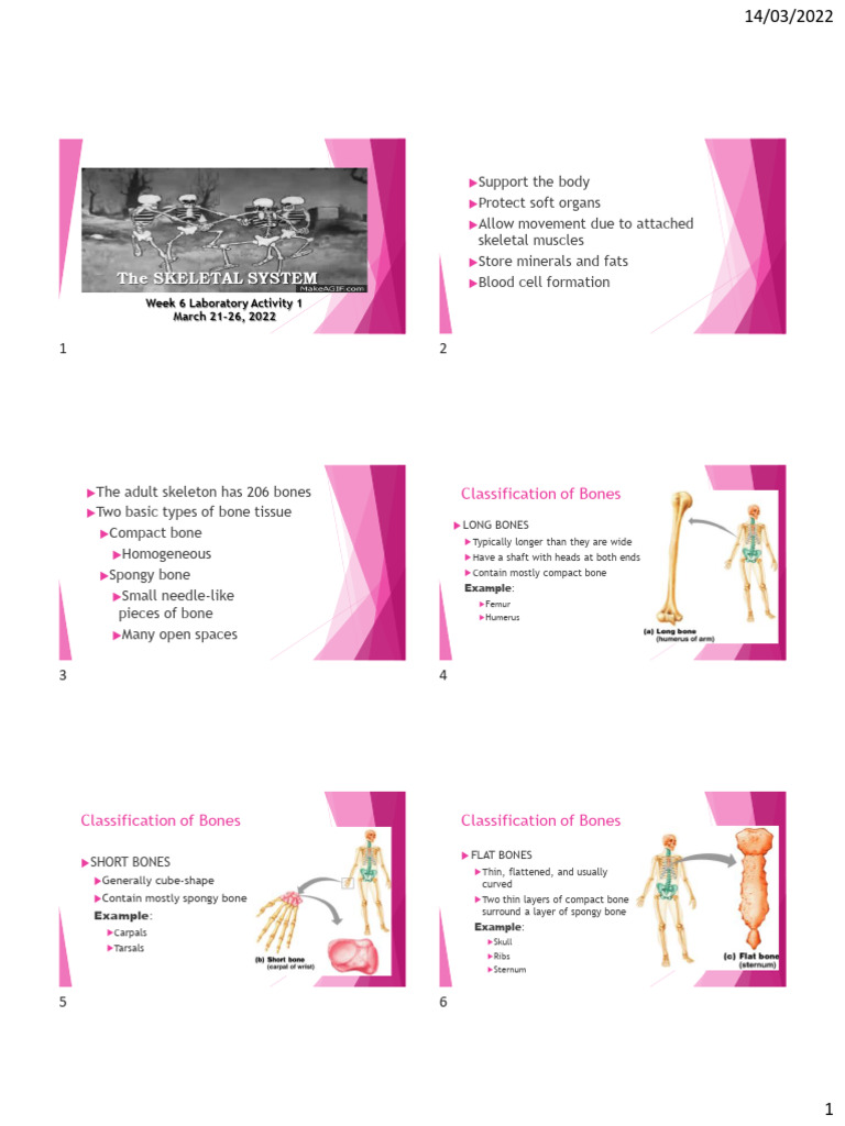 Week 6 Laboratory Activity 1 | PDF | Bone | Vertebral Column