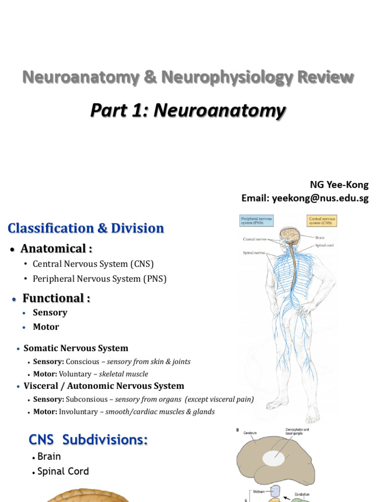 01a Neuroanatomy & Neurophysiology Review - Neuroanatomy | PDF | Motor ...