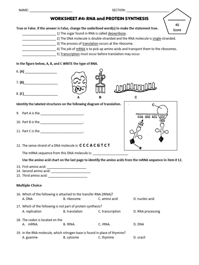 RNA and Protein Synthesis Worksheet | PDF | Translation (Biology) | Rna