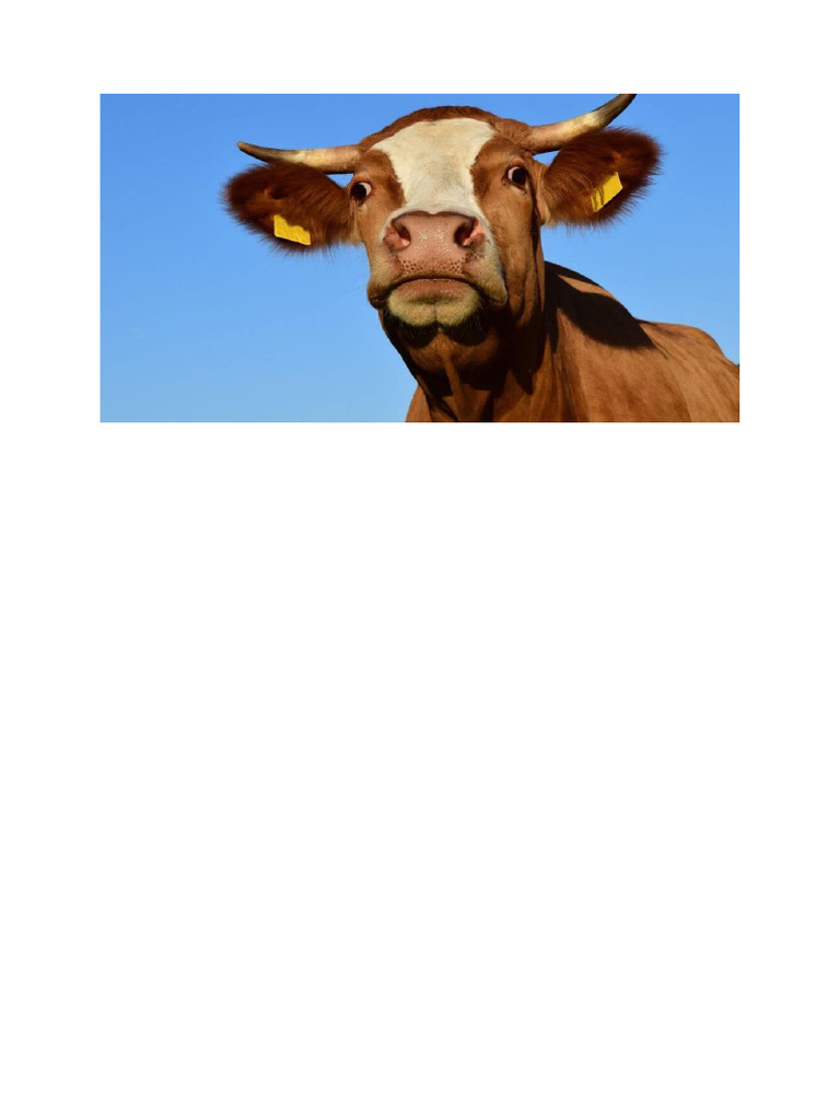 Nowy Dokument Programu Microsoft Word - Kopia | PDF