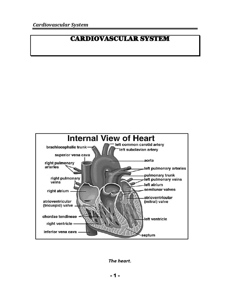 Cardio | PDF | Heart | Heart Valve