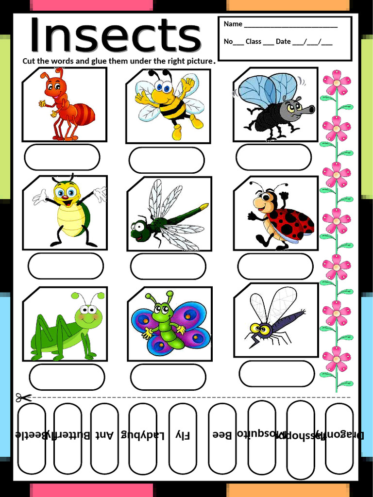 Insects | PDF