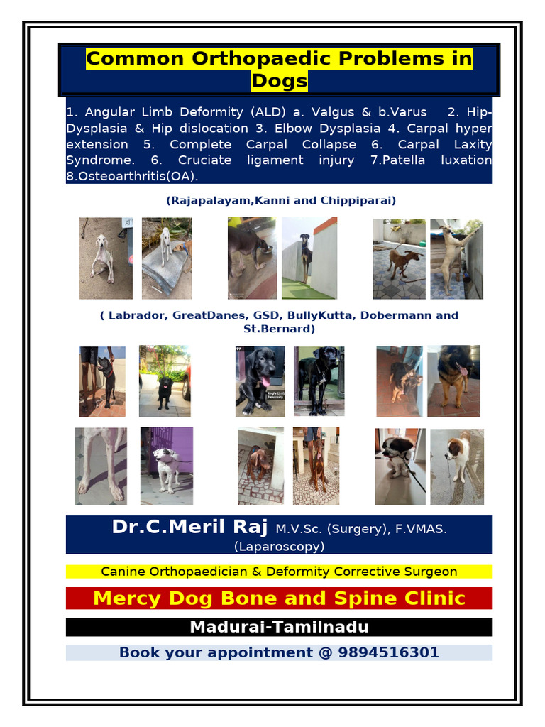 Common Canine Orthopedic Issues | PDF