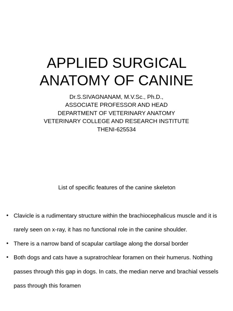 Canine Surgical Anatomy Overview | PDF | Elbow | Anatomical Terms Of Motion