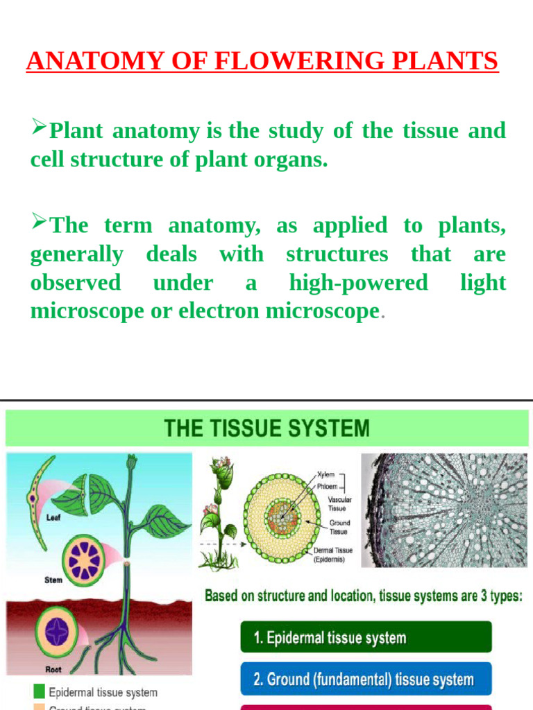 Anatomy of Flowering Plants | PDF