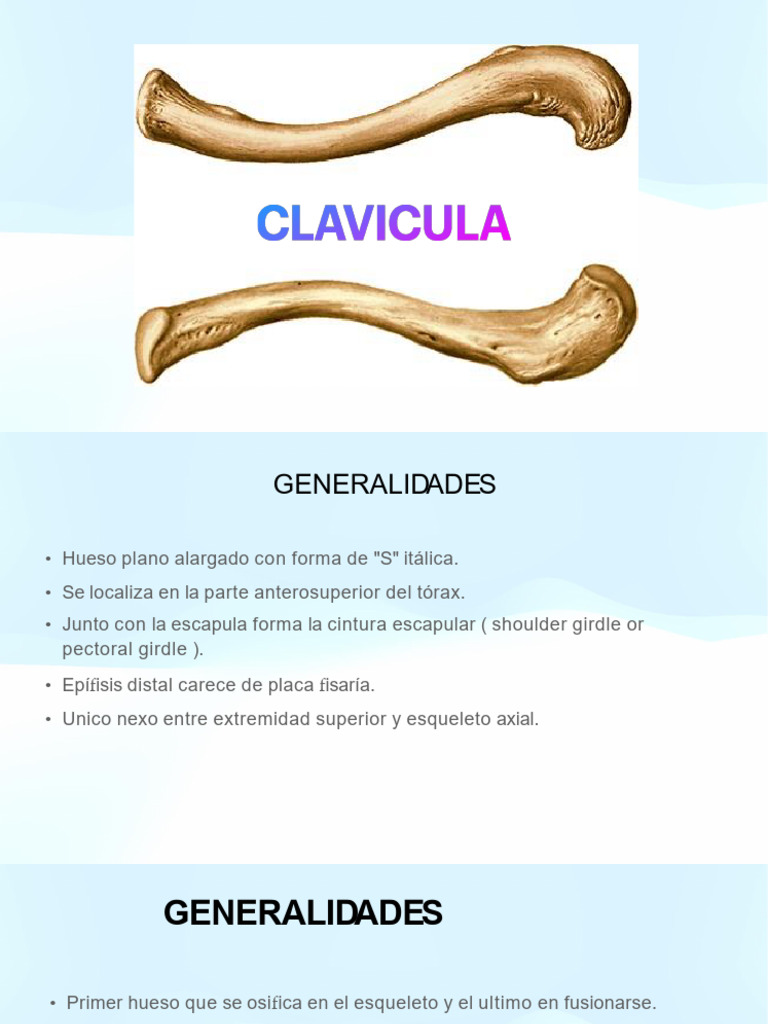 Anatomía y Tratamiento de la Clavícula | PDF | Sistema ...