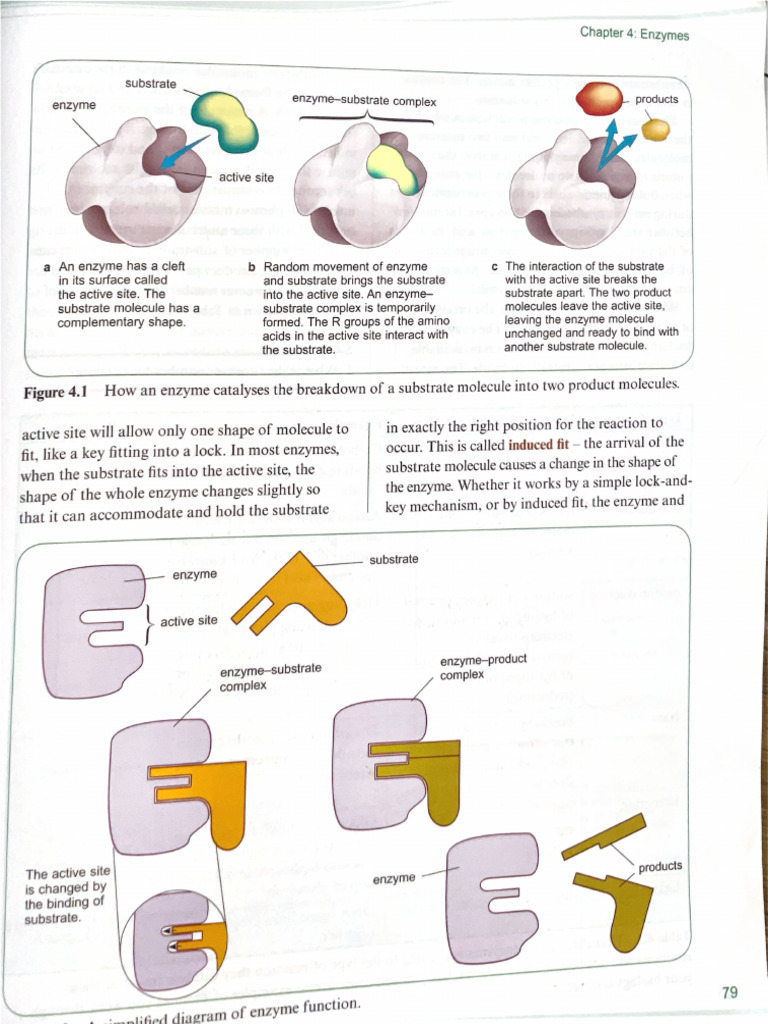 Chapter 4 Enzymes | PDF