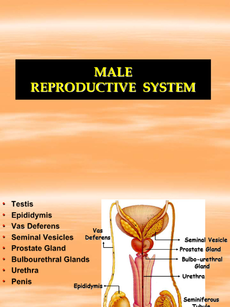 Overview of Male and Female Reproductive Systems | PDF | Menstrual ...