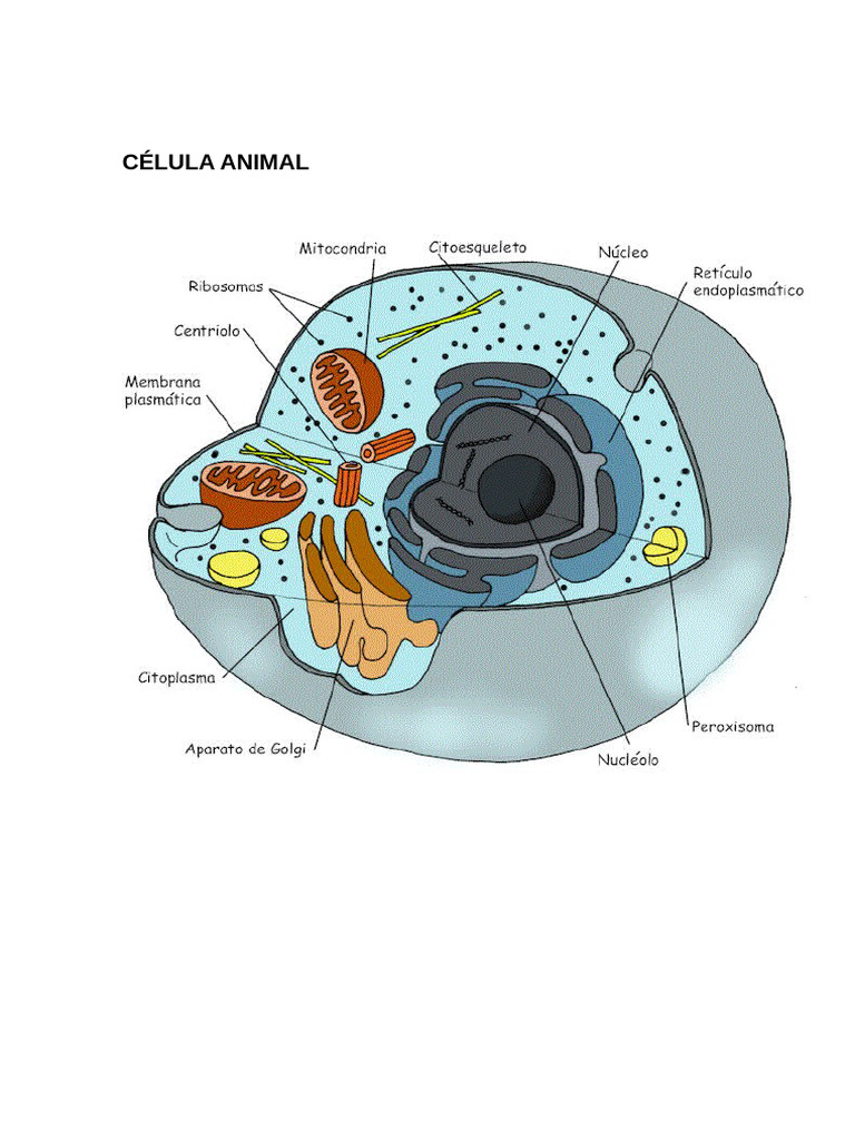 ESQUEMAS_CELULAS | PDF