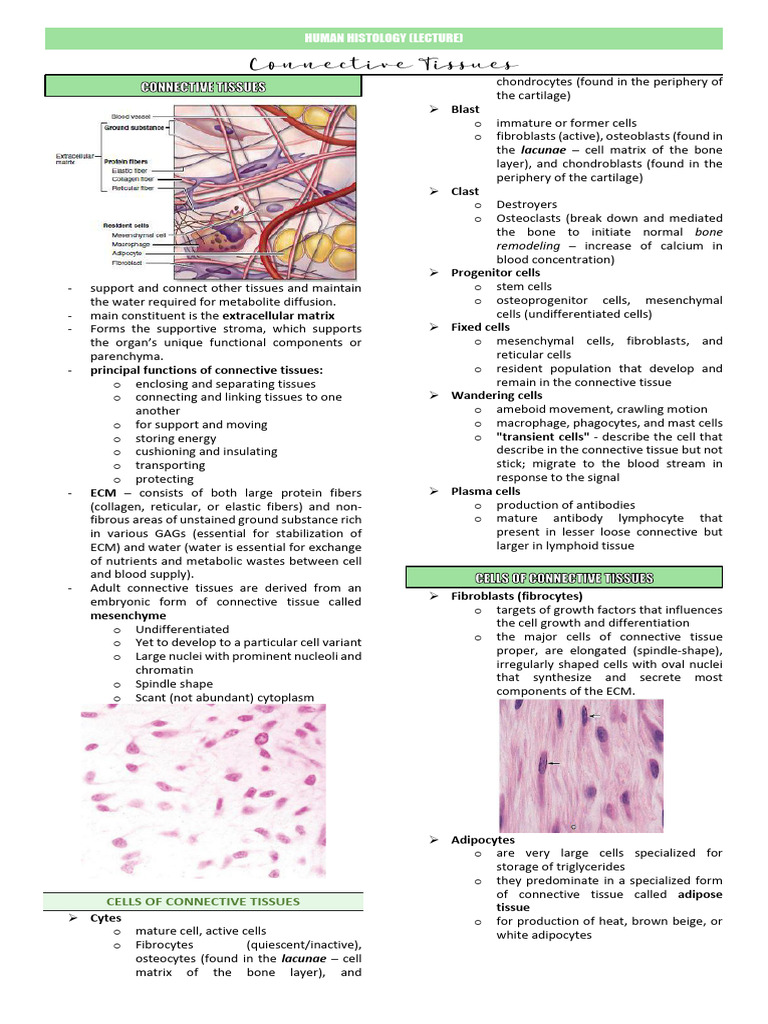 Lecture 3. Connective Tissues | PDF | Connective Tissue | Extracellular Matrix
