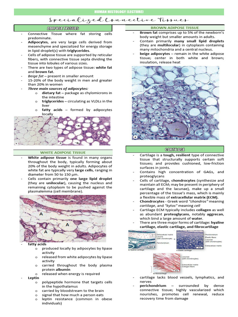 Lecture 4. Specialized Connective Tissues | PDF | Bone | Osteoblast