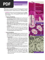 Sketchy Microbiology 1 | PDF | Gram Negative Bacteria | Bacteria