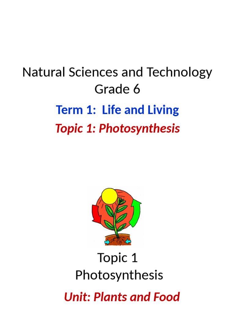 Understanding Photosynthesis for Grade 6 | PDF | Photosynthesis | Plants