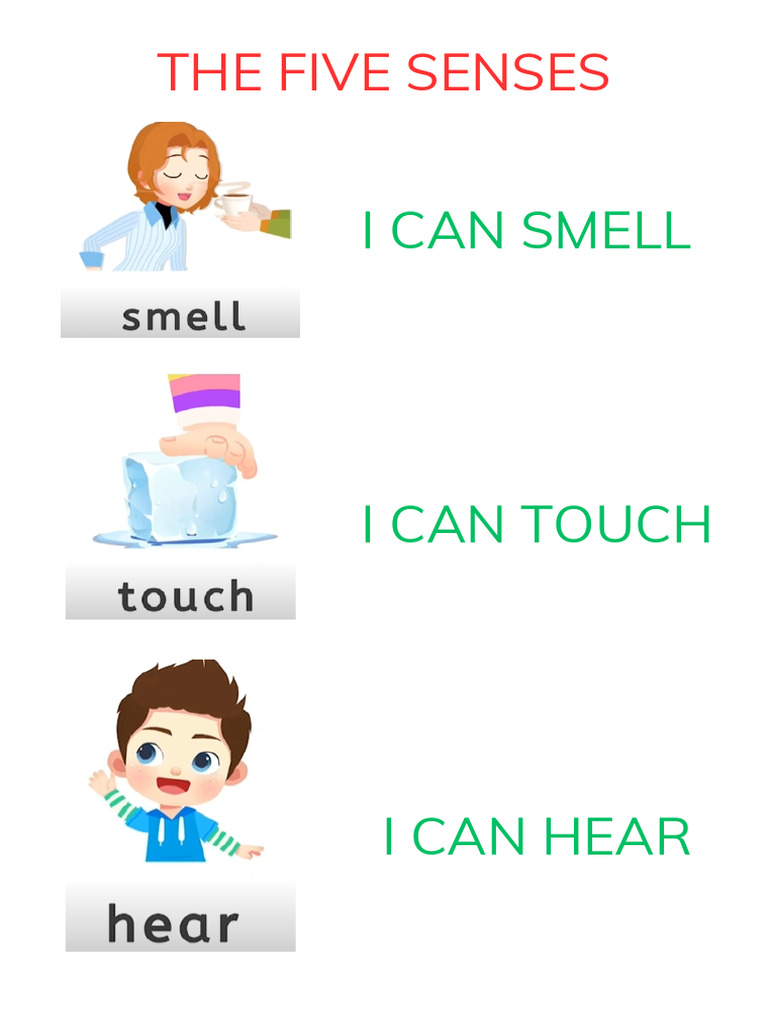 Understanding the Five Senses | PDF