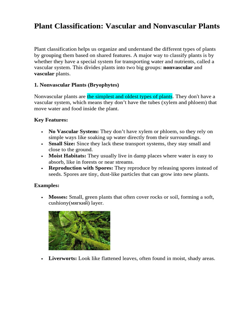 Plant Classification | PDF | Plants | Fern