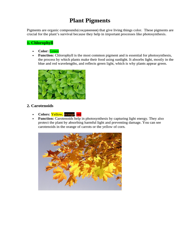 Essential Plant Pigments Explained | PDF