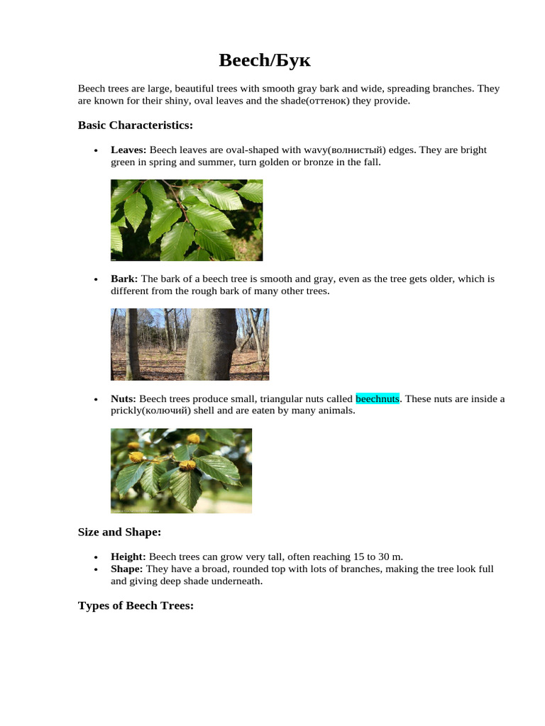 Beech | PDF
