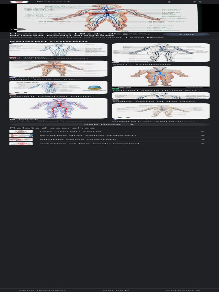 Major Veins of The Body Labeled | PDF