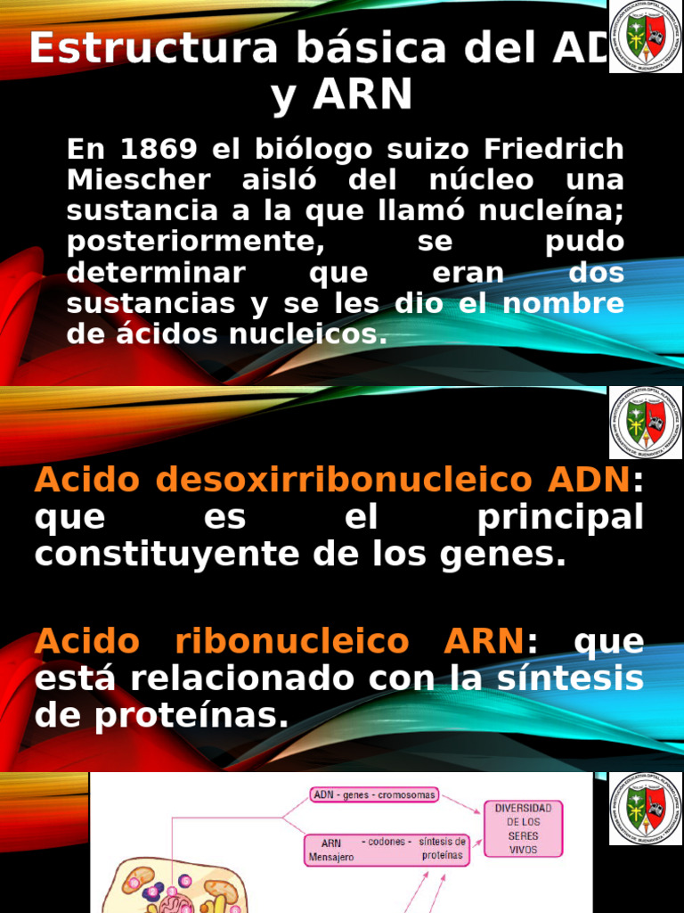 Estructura Básica Del ADN y ARN | PDF | Rna | Adn