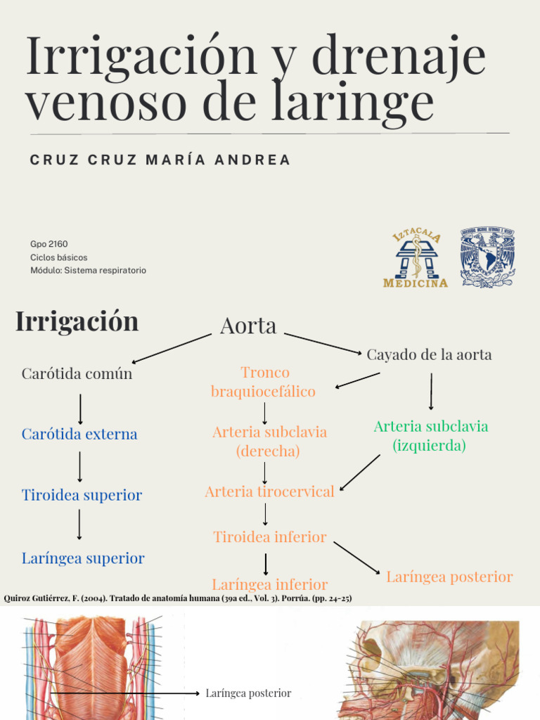Irrigación y Drenaje Venoso de Laringe | PDF | Laringe | Vena