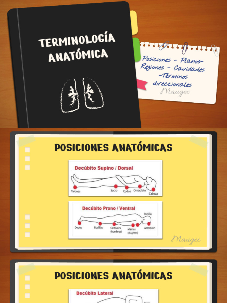 Terminología Anatómica y Mnemotecnia | PDF | Términos anatómicos de ...