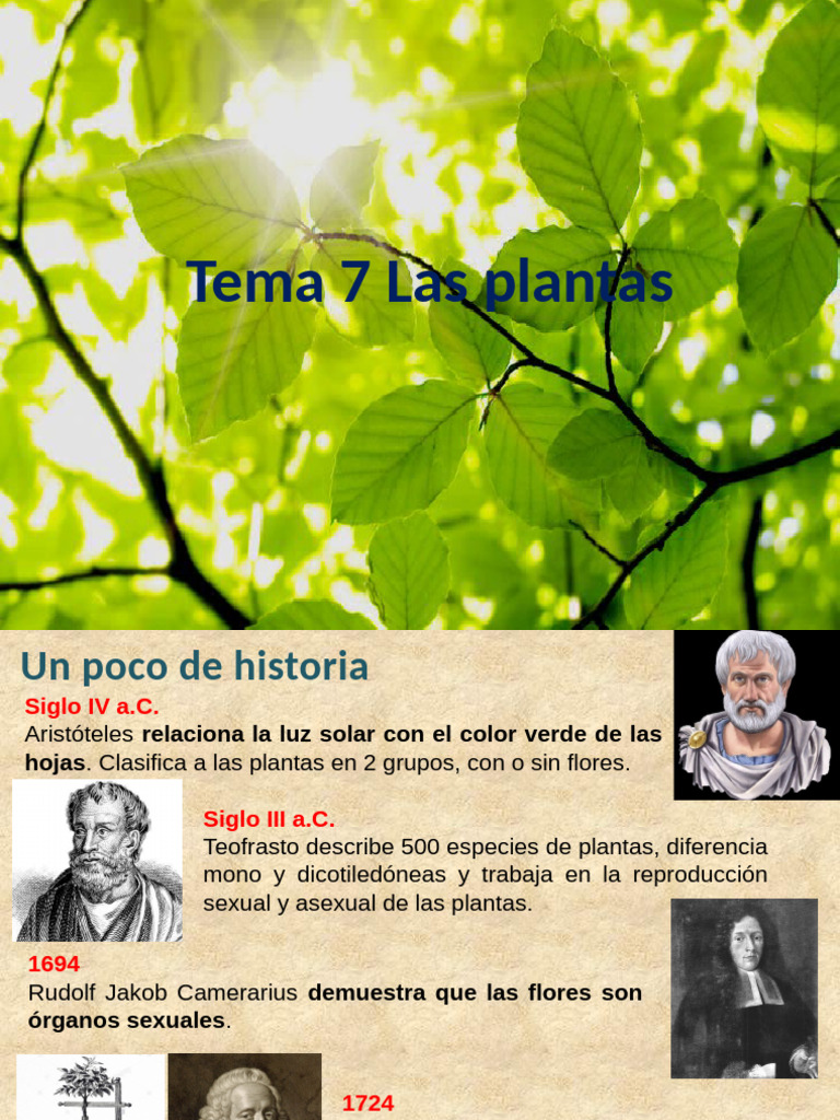 Tema 7 Las Plantas | PDF | Estoma | Flores