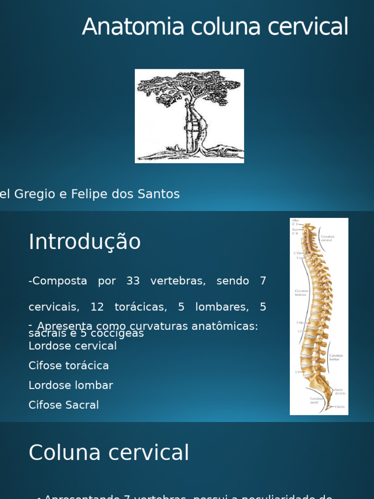 Aula - Anatomia Coluna Cervical | PDF