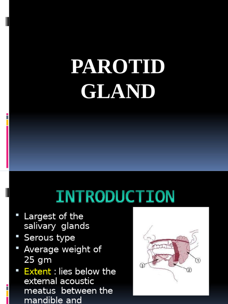 LEC 4 Parotid Gland | PDF