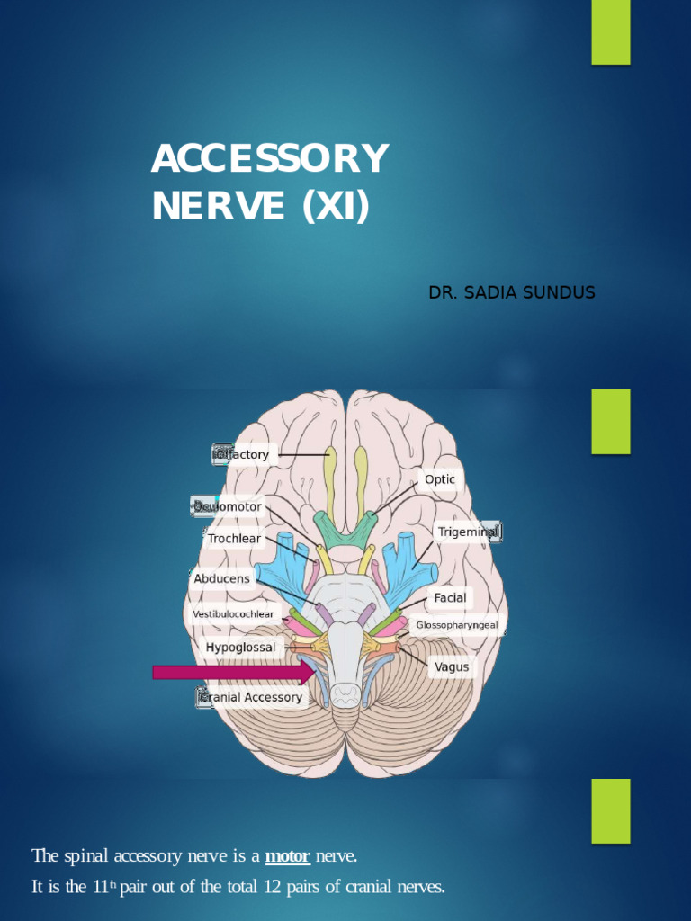 Lec 30 11TH & 12TH Cranial Nerve | PDF | Nervous System | Primate Anatomy