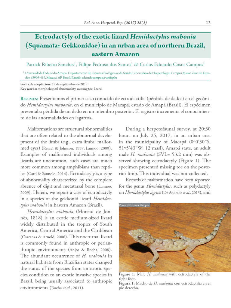 Ectrodactyly of the exotic lizard Hemidactylus mabouia | PDF | Lizard ...