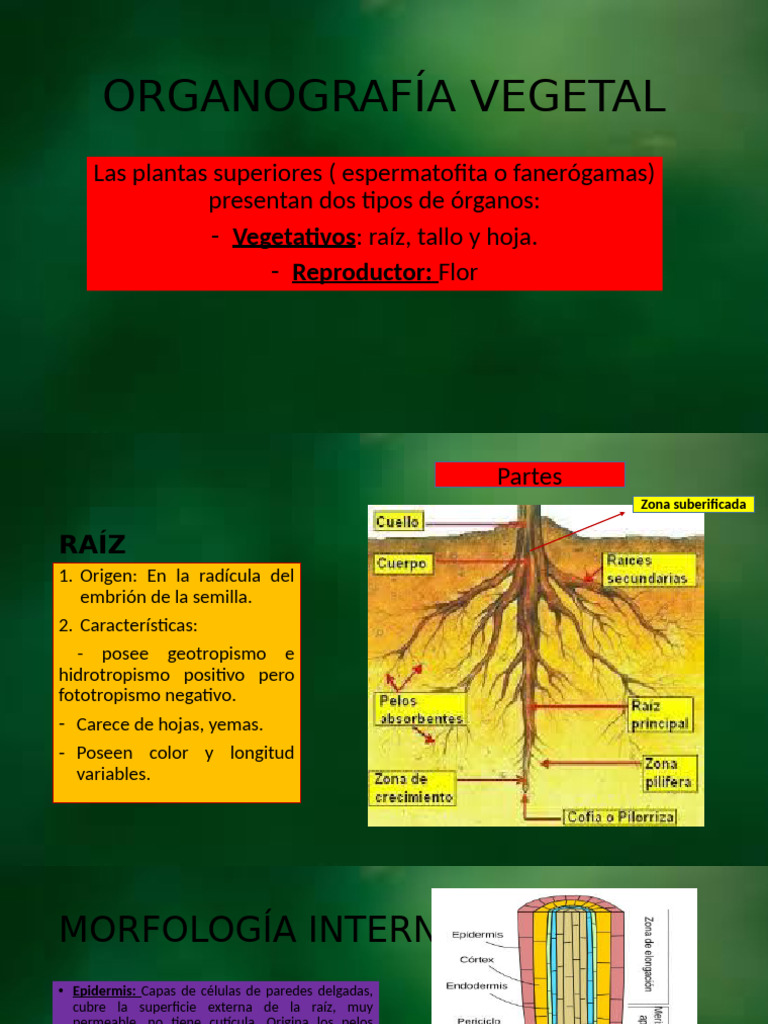 Organografía Vegetal | PDF | Raíz | Tallo de la planta